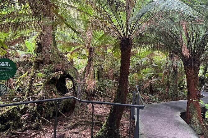 Small group Great Ocean Road Reverse & Wildlife spotting - Kangaroo Watching at Anglesea Golf Club