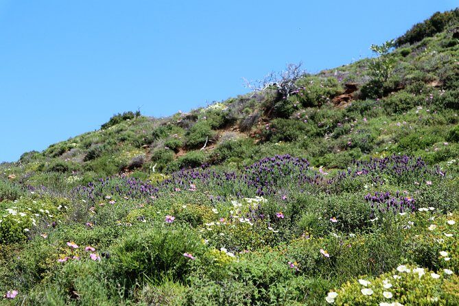 Small-Group Guided Hiking Tour in Andros with picnic on the beach - FAQ