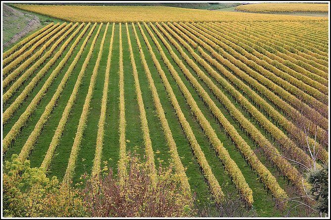 Small Group - Half-Day Hawke's Bay Winery Tour - A Complete Look at the Tour Experience