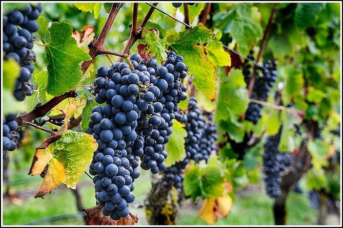 Small Group - Half-Day Hawke's Bay Winery Tour - Final Thoughts