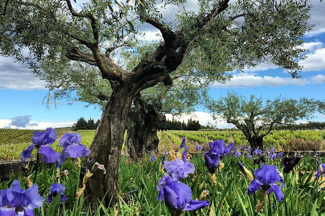 Small-Group Half-Day Languedoc Wine and Olive Tour from Montpellier - An In-Depth Look at the Itinerary