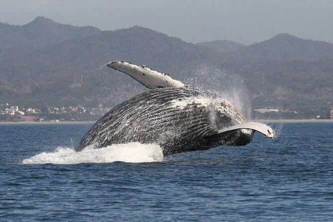 Small-Group Half-Day Whale-Watching Tour in Puerto Vallarta - Small-Group Half-Day Whale-Watching Tour in Puerto Vallarta