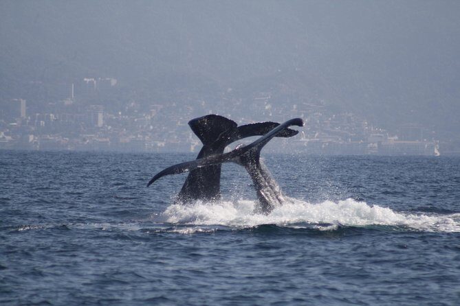 Small-Group Half-Day Whale-Watching Tour in Puerto Vallarta - Key Points
