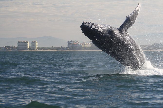 Small-Group Half-Day Whale-Watching Tour in Puerto Vallarta - In-Depth Breakdown of the Experience
