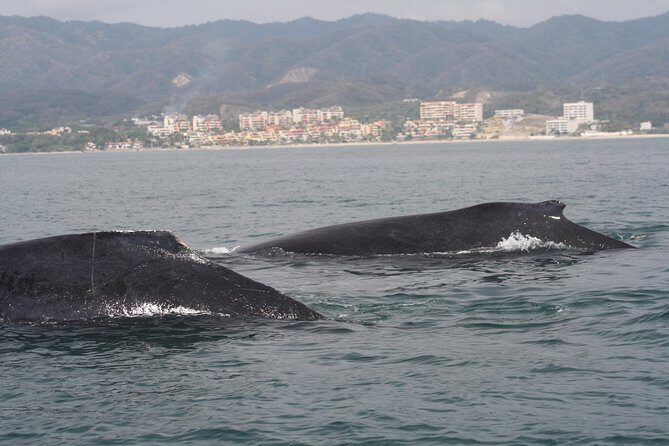 Small-Group Half-Day Whale-Watching Tour in Puerto Vallarta - Who Will Love This Tour?