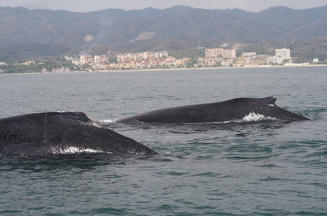 Small-Group Half-Day Whale-Watching Tour in Puerto Vallarta - The Sum Up