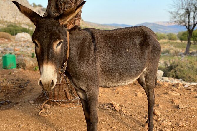 Small Group Hiking in Lindos - FAQ