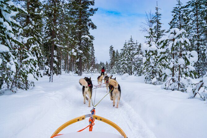 Small-Group Husky Mushing Experience in Rovaniemi - Key Points