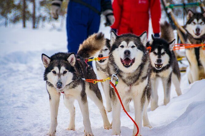 Small-Group Husky Mushing Experience in Rovaniemi - The Scenery and Environment