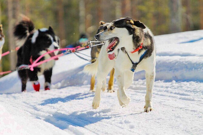 Small-Group Husky Mushing Experience in Rovaniemi - The Guides and Staff: Knowledgeable and Friendly