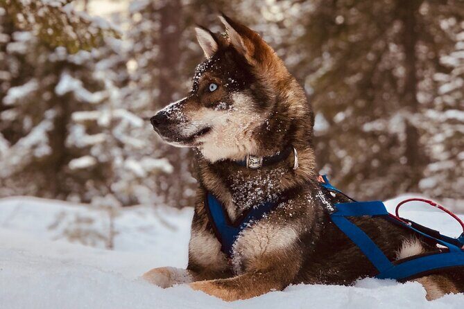 Small-Group Husky Mushing Experience in Rovaniemi - The Value: Is It Worth the Price?