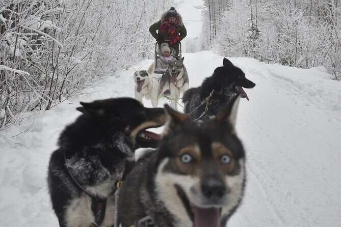 Small-Group Husky Mushing Experience in Rovaniemi - FAQs