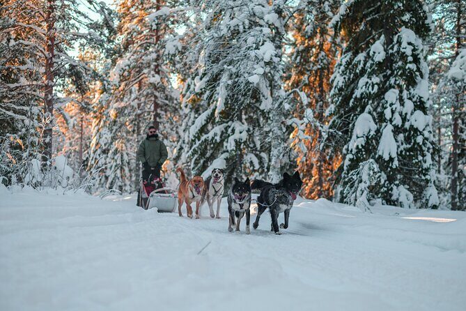 Small-Group Husky Mushing Experience in Rovaniemi - Final Thoughts