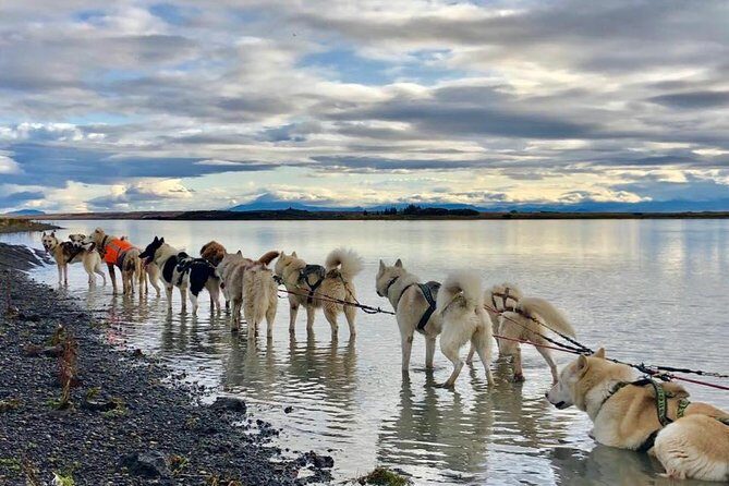 Small Group Husky Sledding Tour from Capital Region - Why this tour is a great choice