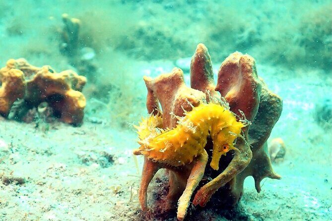 Small-Group Introductory Scuba Diving in Pula - The Sum Up