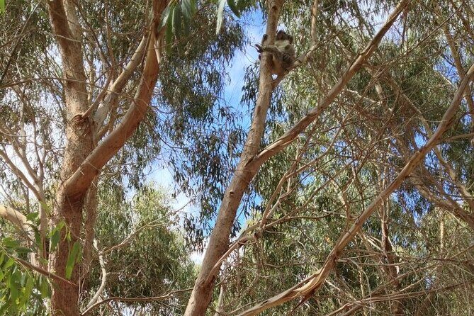 Small Group Kangaroo Island Tour - Best of KI in 2 Days - Who Should Consider This Tour?