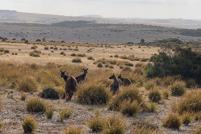 Small Group Kangaroo Island Tour - Dudley Peninsula - Final Thoughts