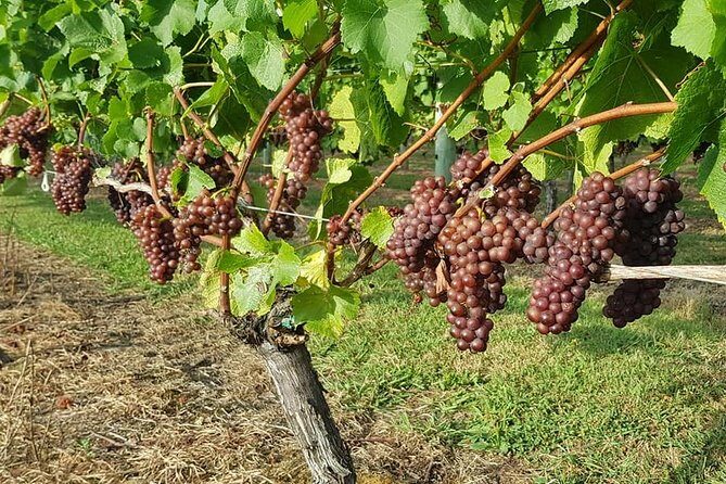 Small-Group Kumeu Wine Country Tour with Wine Tastings & Lunch - Key Points