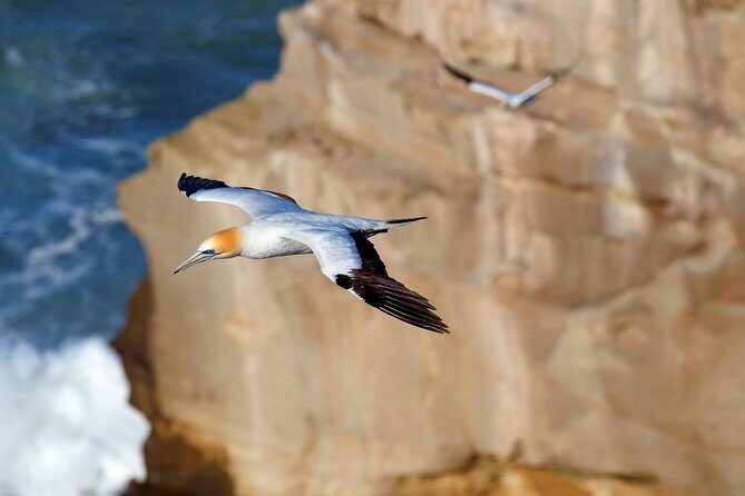 Small-Group Kumeu Wine Country Tour with Wine Tastings & Lunch - The Guides: Making the Difference