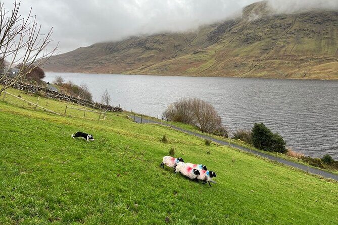 Small Group Kylemore Abbey, Sheepdog Demo & Connemara Tour - Authentic Irish Experiences and Insider Tips