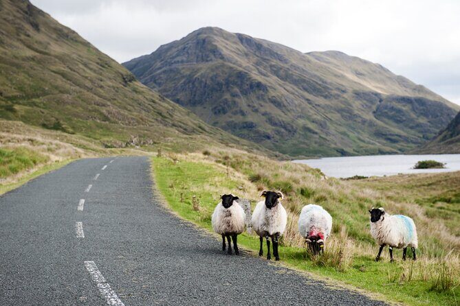Small Group Kylemore Abbey, Sheepdog Demo & Connemara Tour - Who Will Love This Tour?