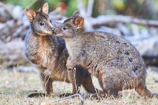 Small Group Luxe Bus Great Ocean Road Coastal Spectacular Tour - Authentic Experiences and Guest Perspectives