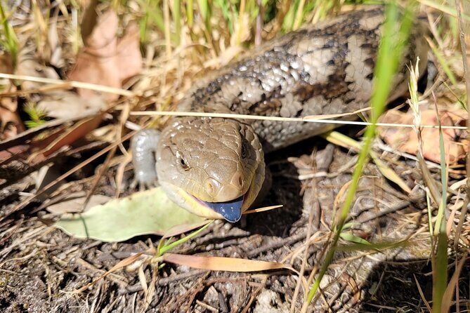 Small Group Luxe Bus Great Ocean Road Coastal Spectacular Tour - The Sum Up: Who Is This Tour Best For?