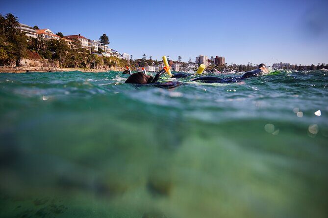 Small Group Manly Snorkel Tour and Nature Walk with Local Guide - What to Expect from the Tour