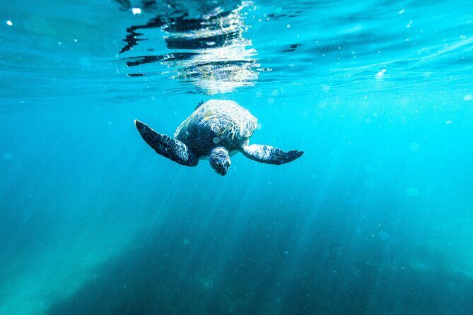 Small Group Manly Snorkel Tour and Nature Walk with Local Guide - FAQs