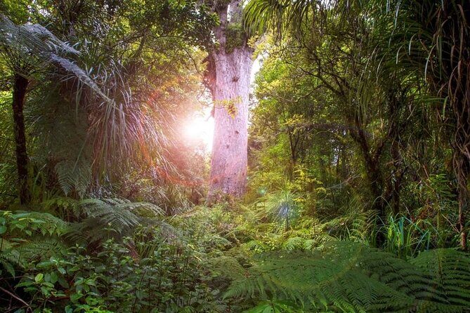 Small-Group Mystical Waipoua Forest Kauri Tour from Auckland - Key Points