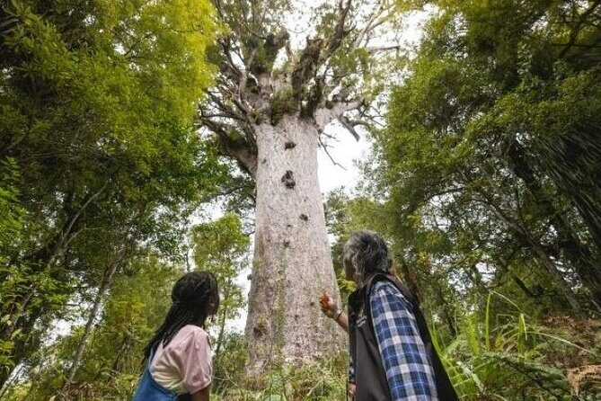 Small-Group Mystical Waipoua Forest Kauri Tour from Auckland - An In-Depth Look at the Waipoua Forest Kauri Tour