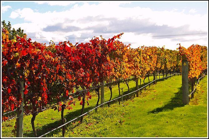 Small group - Napier Premium Wineries+ Beer tour -5.0 - 5.5 hours - Key Points