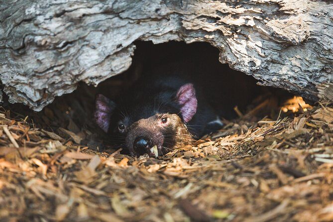 Small-Group Phillip Island Afternoon Day Trip from Melbourne - Key Points