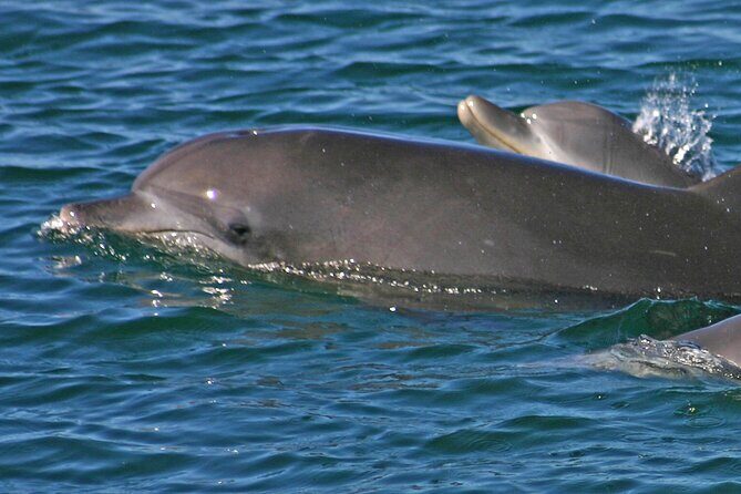 Small Group Port Stephens + Dolphins + 4WD/sandboarding ex Sydney - The Sum Up