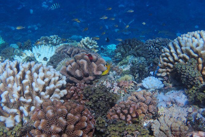 Small group snorkeling (5 people max): Turtles at 7:30am - The Group Size and Its Impact