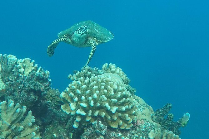 Small group snorkeling (5 people max): Turtles at 7:30am - Who Will Love This Tour?