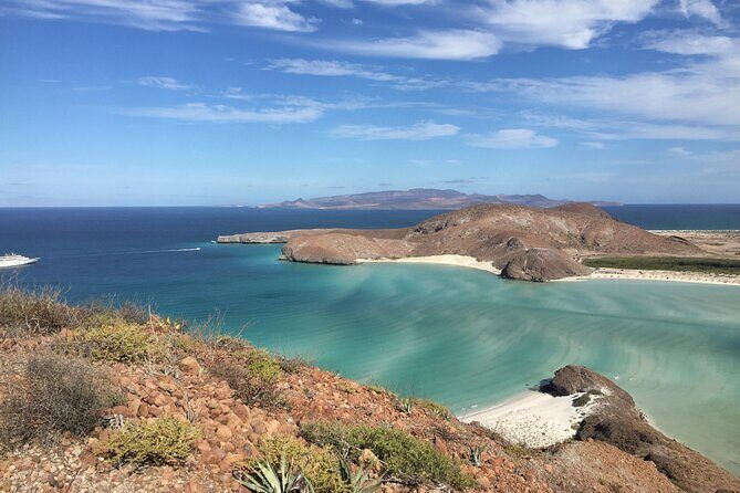 Small Group Snorkeling and Swim with Whale Sharks & Sea Lions in La Paz - An Overview of the Experience