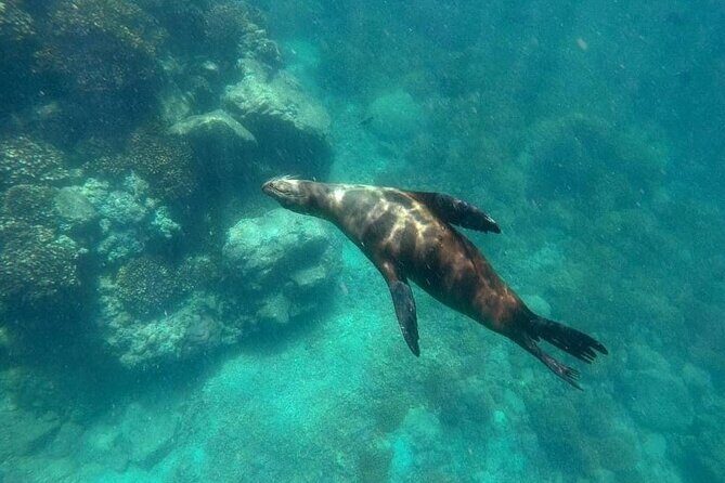 Small Group Snorkeling and Swim with Whale Sharks & Sea Lions in La Paz - Who Should Book This Tour?