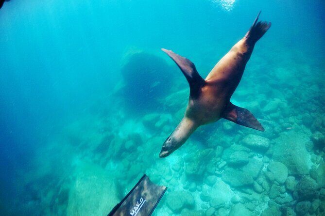 Small Group Snorkeling and Swim with Whale Sharks & Sea Lions in La Paz - FAQs