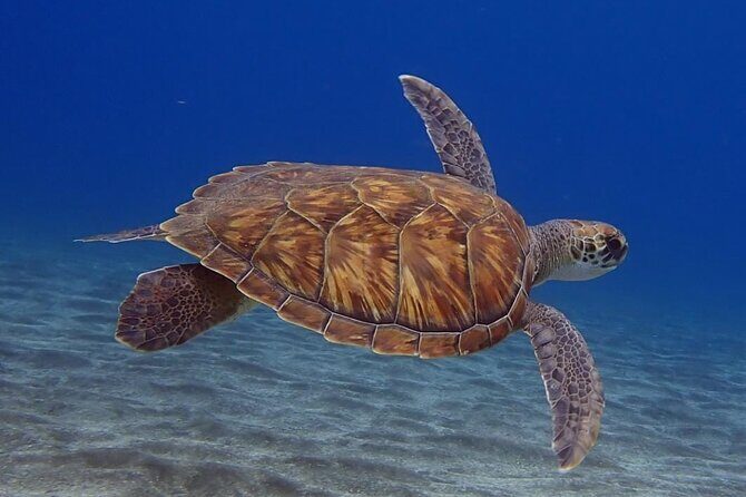 Small Group Snorkeling in Abades Bay with Licensed Guide - What Reviewers Say