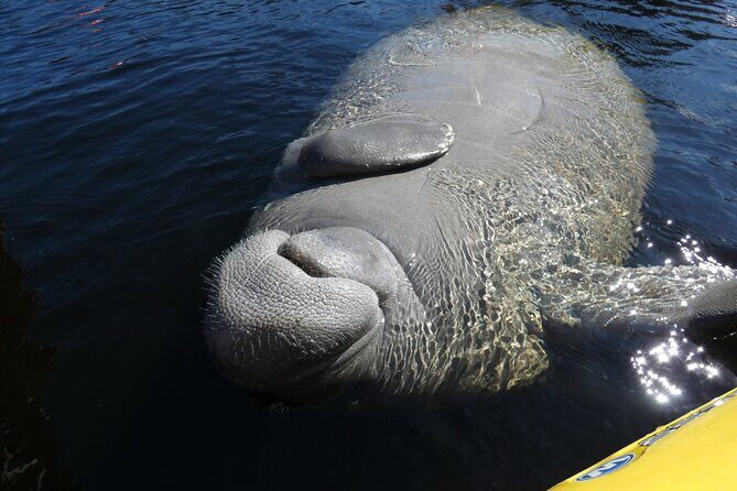 Small Group Sunset Paddle Among Manatees near Orlando - FAQ