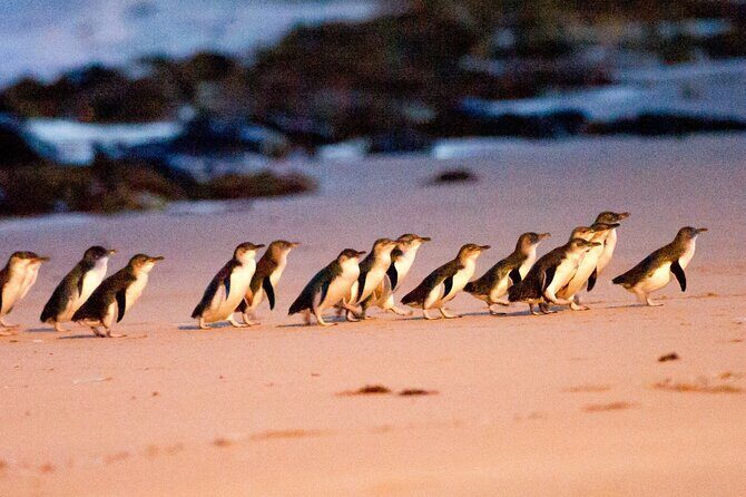 Small Group Tour of 2-7pax in Phillip Island & Churchill Island - Key Points