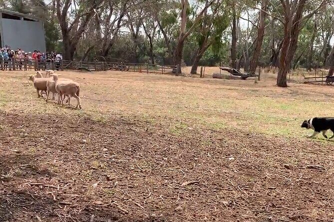 Small Group Tour of 2-7pax in Phillip Island & Churchill Island - Transportation & Group Size