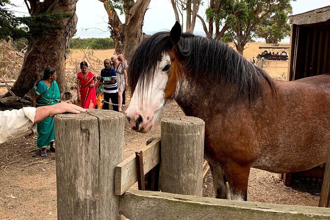 Small Group Tour of 2-7pax in Phillip Island & Churchill Island - Duration & Price