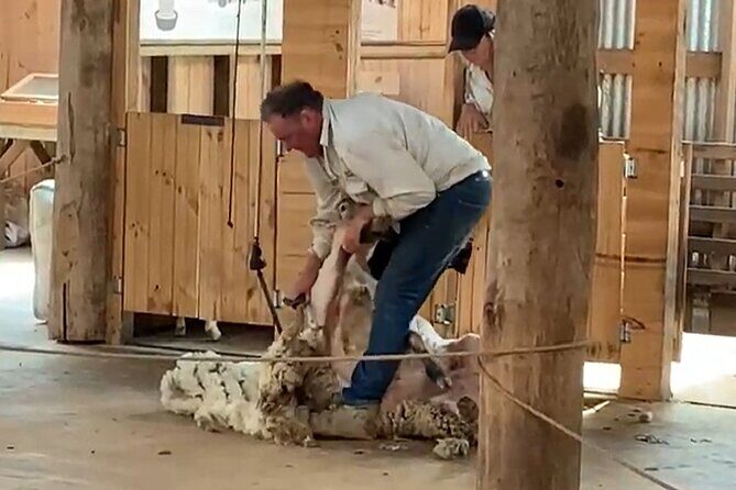 Small Group Tour of 2-7pax in Phillip Island & Churchill Island - Practical Tips