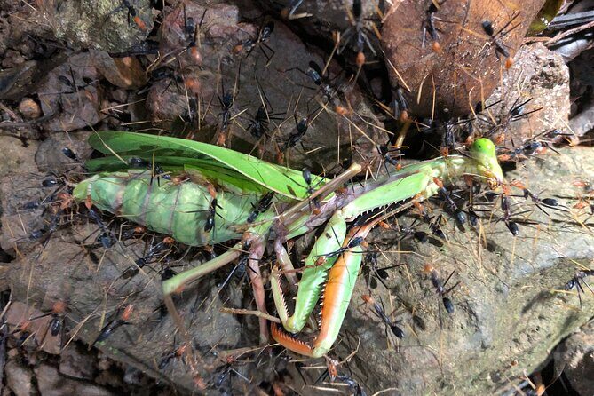 Small-Group Trekking Experience in Daintree National Park - Value for Money