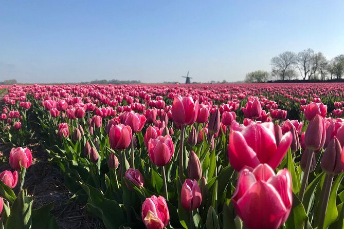 Small Group Tulip and Spring Flower Fields Bike Tour - An In-Depth Look at the Tour Experience