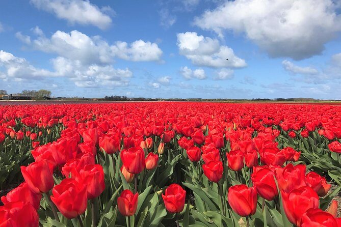 Small Group Tulip and Spring Flower Fields Bike Tour - The Sum Up