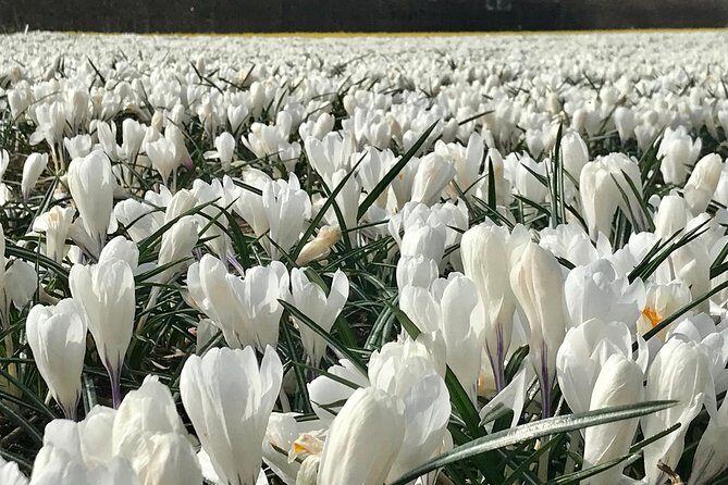 Small Group Tulip and Spring Flower Fields Bike Tour - FAQ