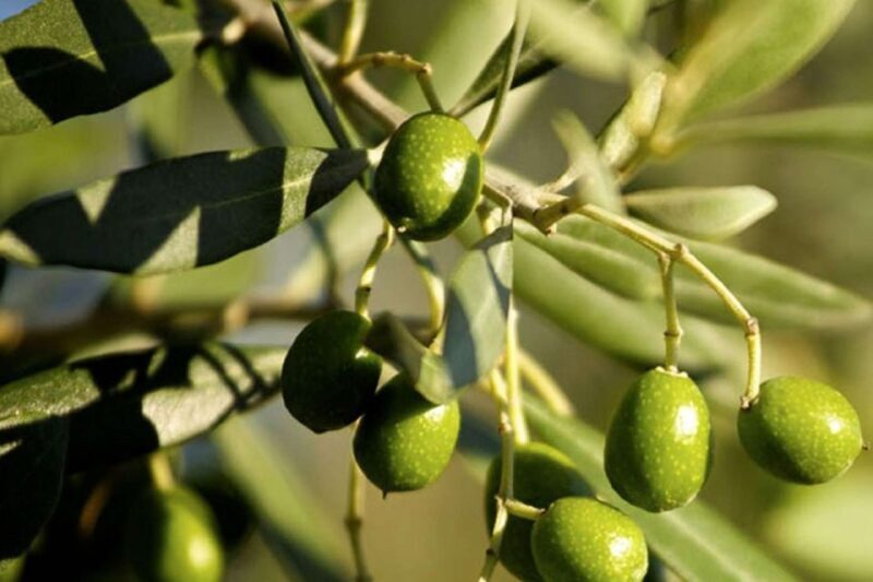 Small Group Two Epic Tuscan Wineries Tour from Florence - A Closer Look at the Tour Itinerary